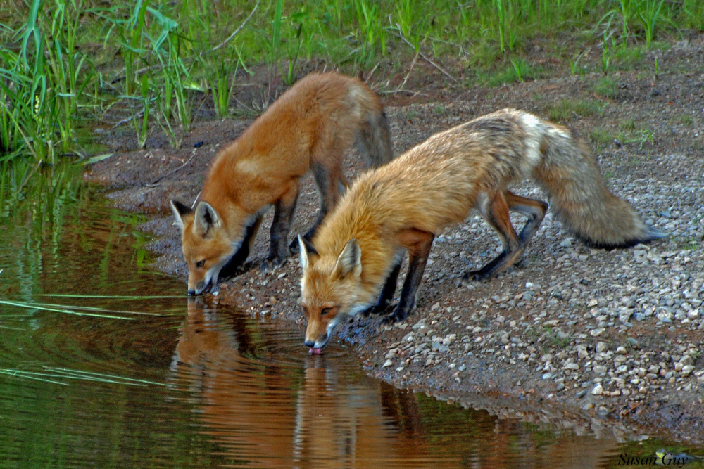 The Old Fox Dies – Trums Travels