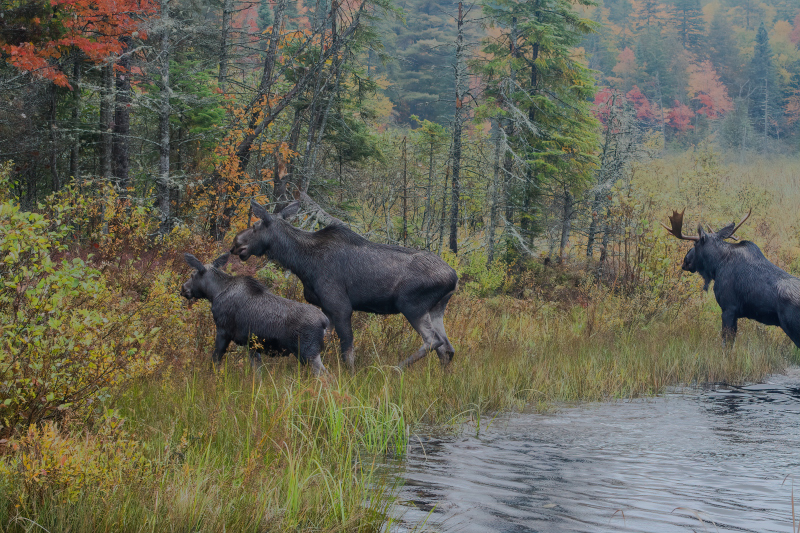 Algonquin Park – Moose on the Loose – Autumn 2021 – Trums Travels