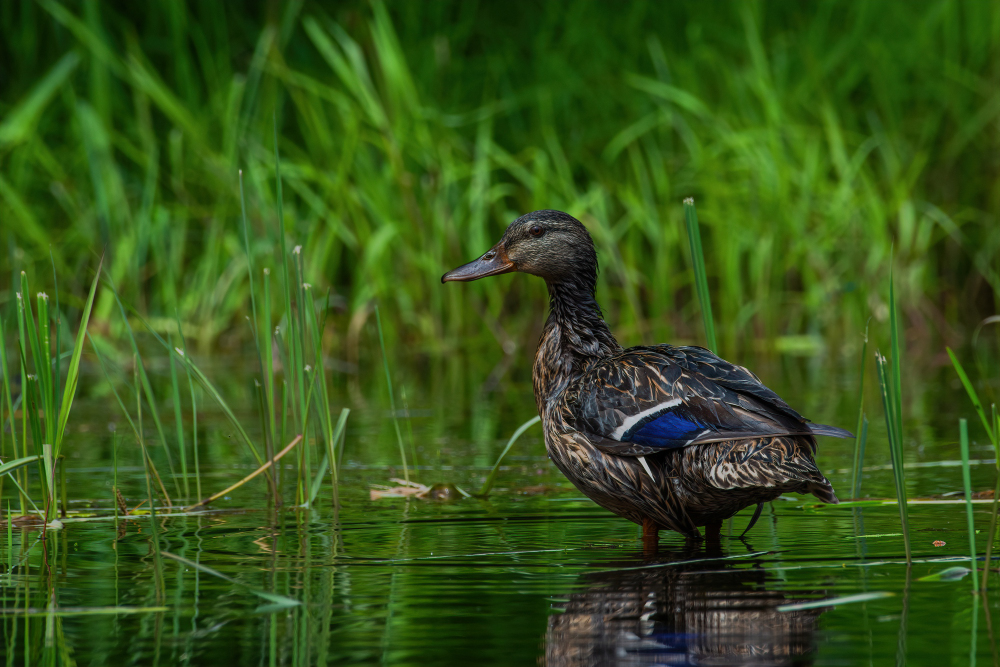 Restoule Provincial Park – July 22 – Trums Travels